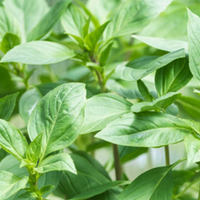 Organic Sweet Basil 100gm | FARMTOTRUCKTHAILAND.