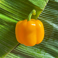 Organic Yellow Pepper 400gm | FARMTOTRUCKTHAILAND.