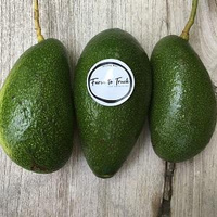 Organic Avocado 1kg | FARMTOTRUCKTHAILAND.
